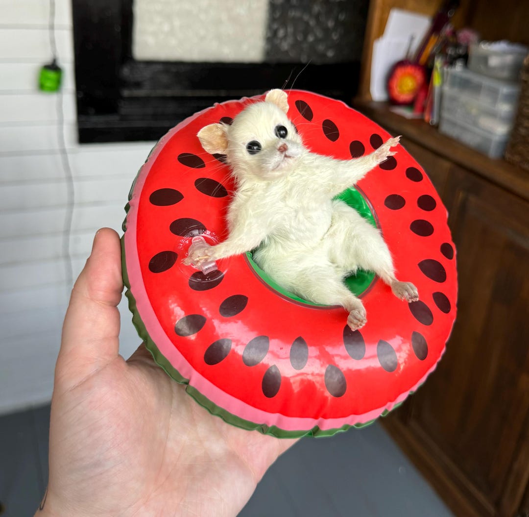 Taxidermy Rat *watermelon Pool Float* - Etsy