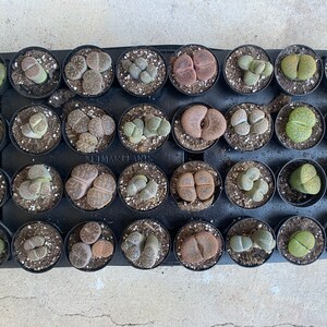 Lithops living Stones 2.5 Inch Pots Healthy and | Etsy