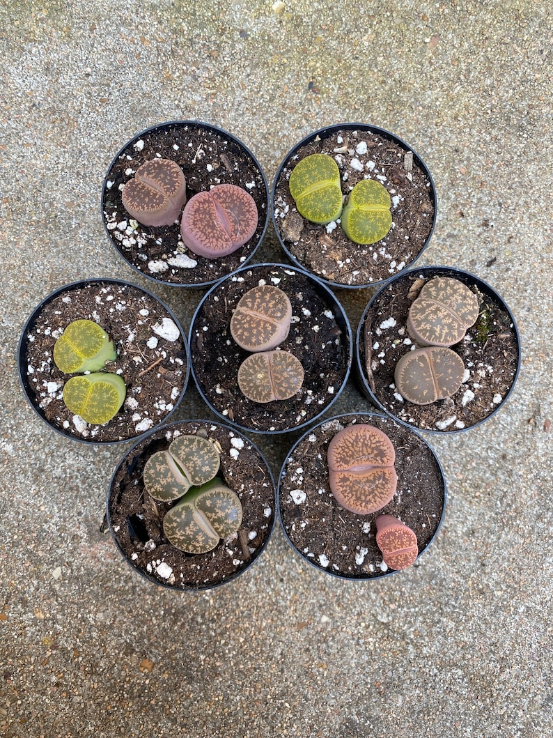 Lithops living Stones 2.5 Inch Pots Healthy and - Etsy