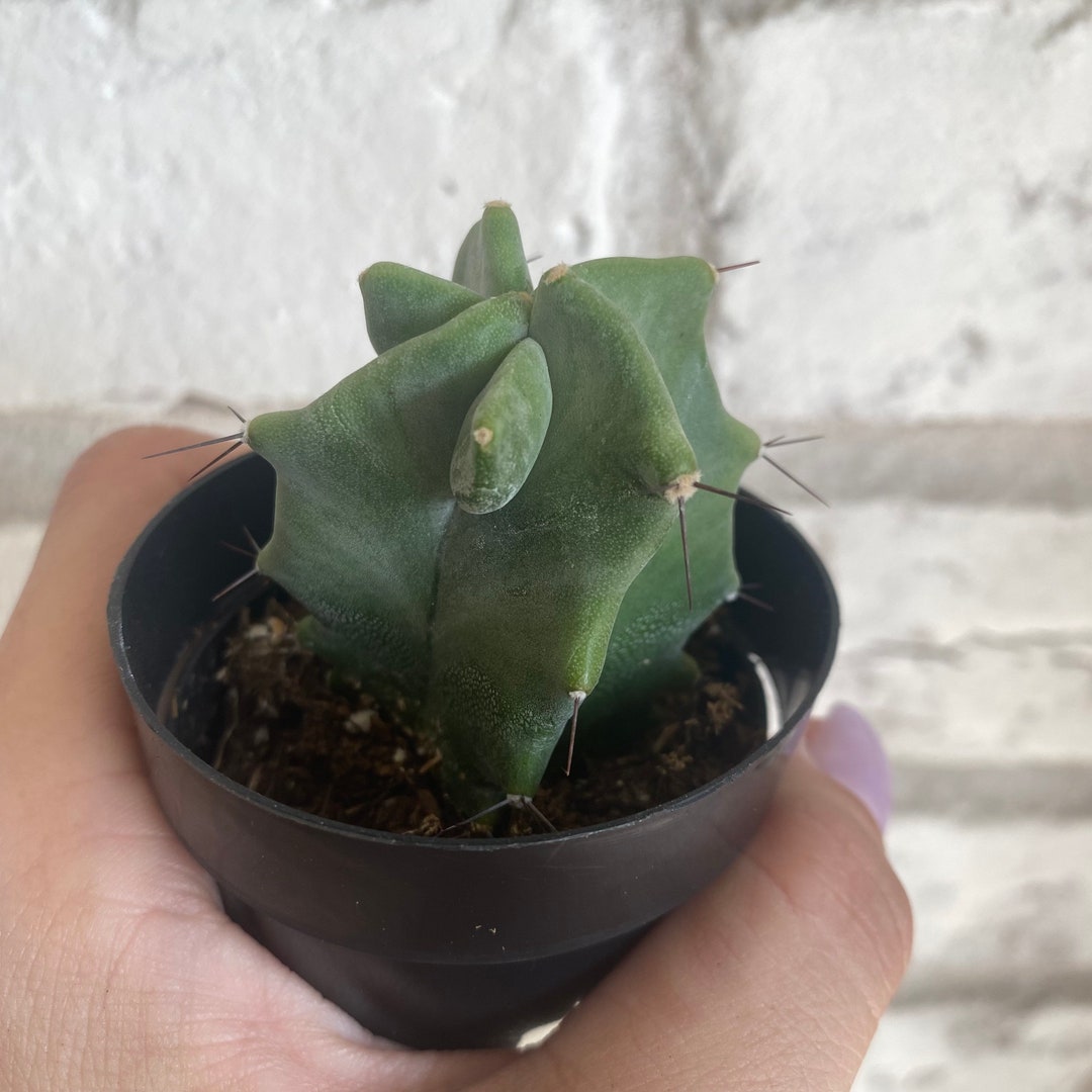 Gray Ghost Organ Pipe Cactus Stenocereus Pruinosus - Etsy