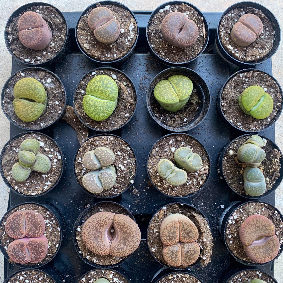 Lithops "living Stones" 2.5 Inch Pots Healthy and Fully Rooted - Etsy