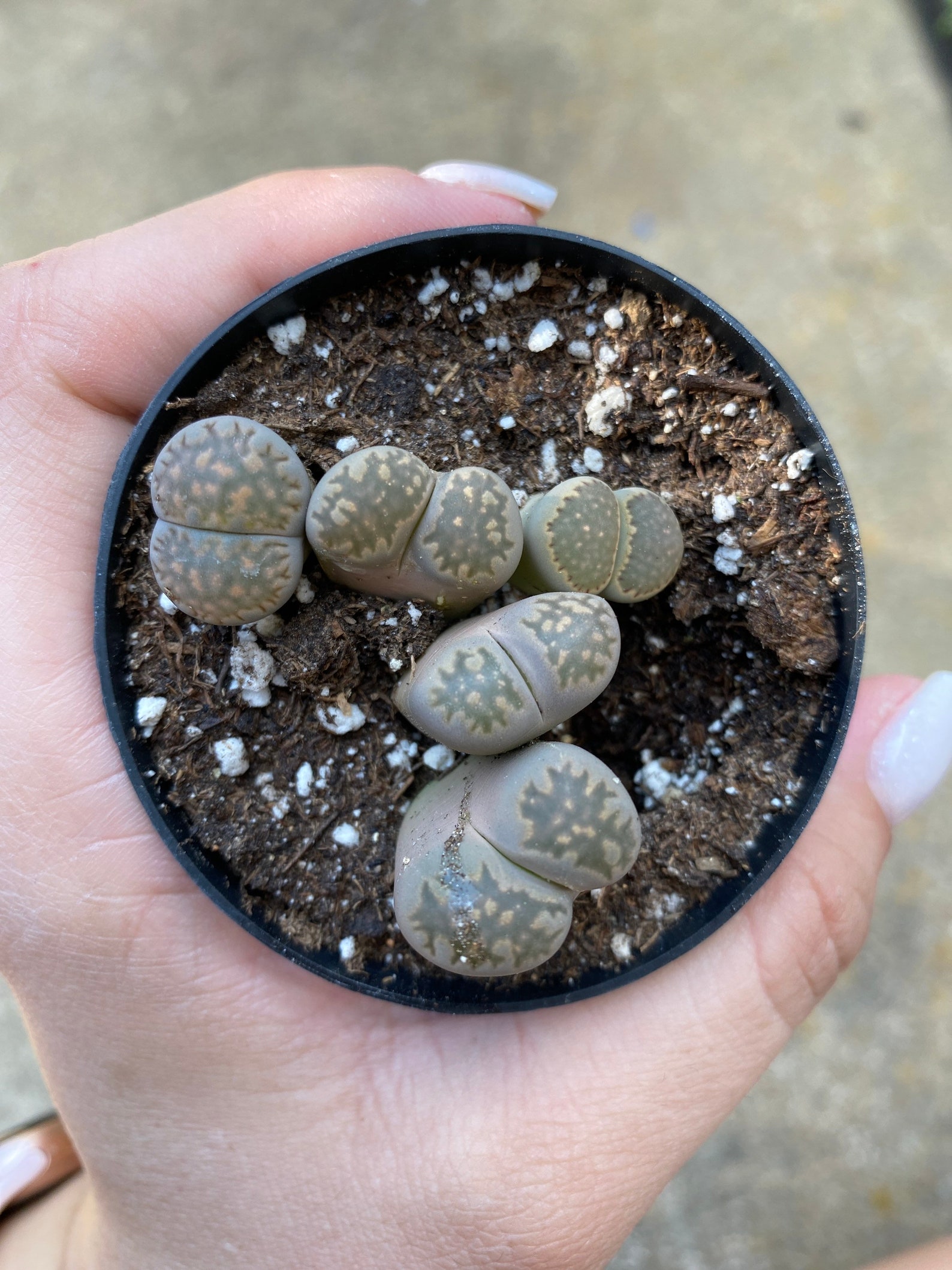 Lithops living Stones 2.5 Inch Pots Healthy and - Etsy