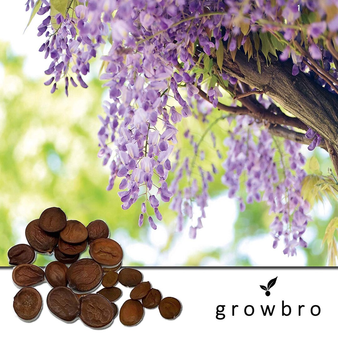 Blauregen Wisteria Samen 100 Stück von growbro Pflanze deinen eigenen ...