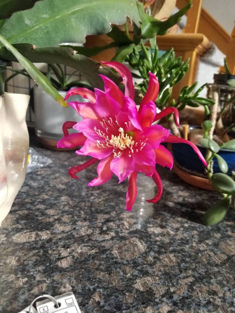 VERY RARE Epiphyllum Dragonheart Two 0.9gallon Young Plants. Rapid ...