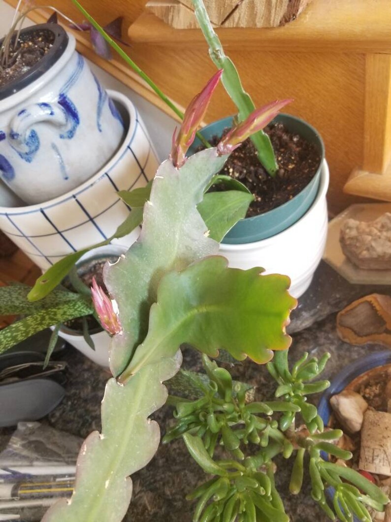 VERY RARE Epiphyllum Dragonheart Two 0.9gallon Young Plants. Rapid ...