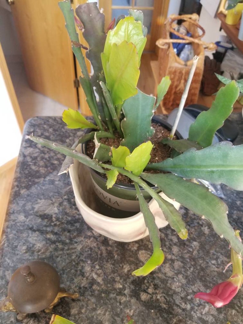 VERY RARE Epiphyllum Dragonheart Two 0.9gallon Young Plants. Rapid ...