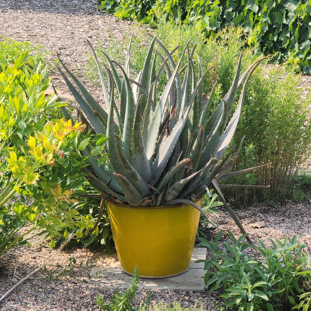 1XL Single Rootedaloe. Medical Aloe. Juice. Aloe Barbarensis. Will ...