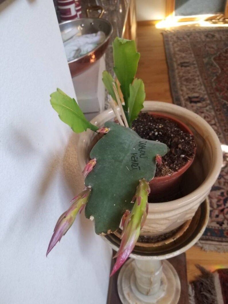 VERY RARE Epiphyllum Dragonheart Two 0.9gallon Young Plants. Rapid ...