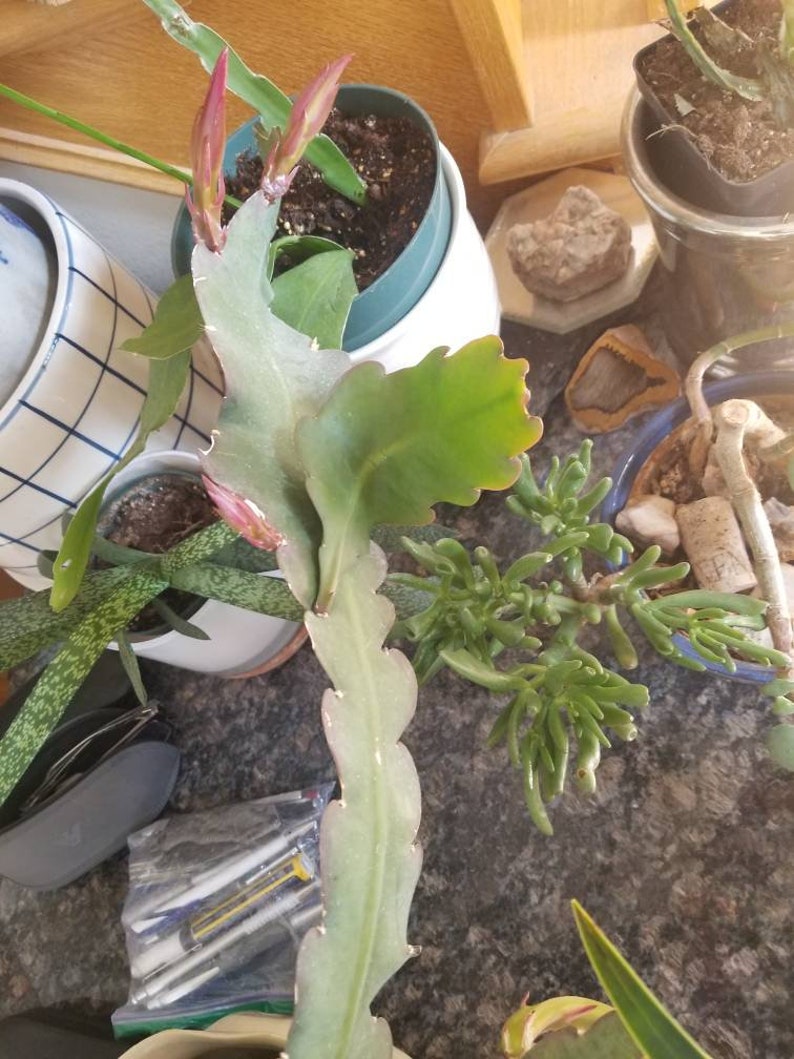 VERY RARE Epiphyllum Dragonheart Two 0.9gallon Young Plants. Rapid ...
