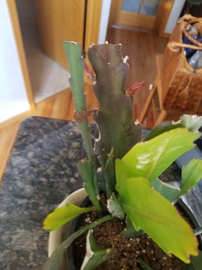 VERY RARE Epiphyllum Dragonheart Two 0.9gallon Young Plants. Rapid ...