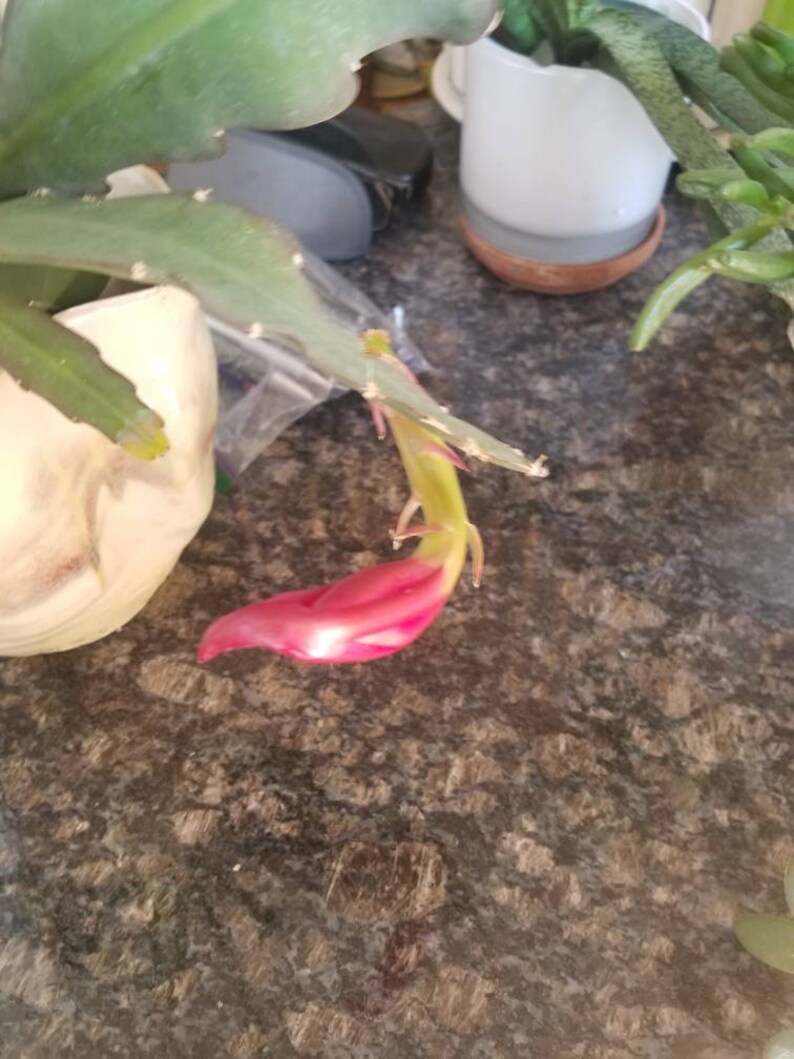 VERY RARE Epiphyllum Dragonheart Two 0.9gallon Young Plants. Rapid ...