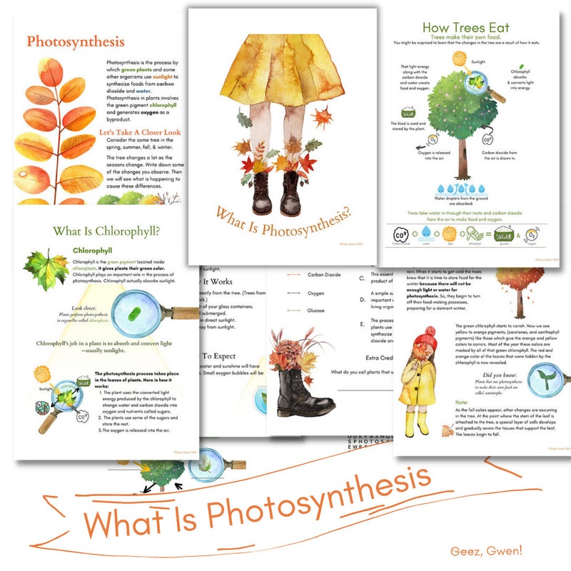 Photosynthesis Poster - Etsy