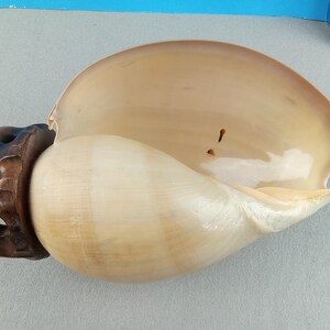Indian Melon volute China Sea Shell Melo Broderipii 9.5'x6" Carved Wood ...