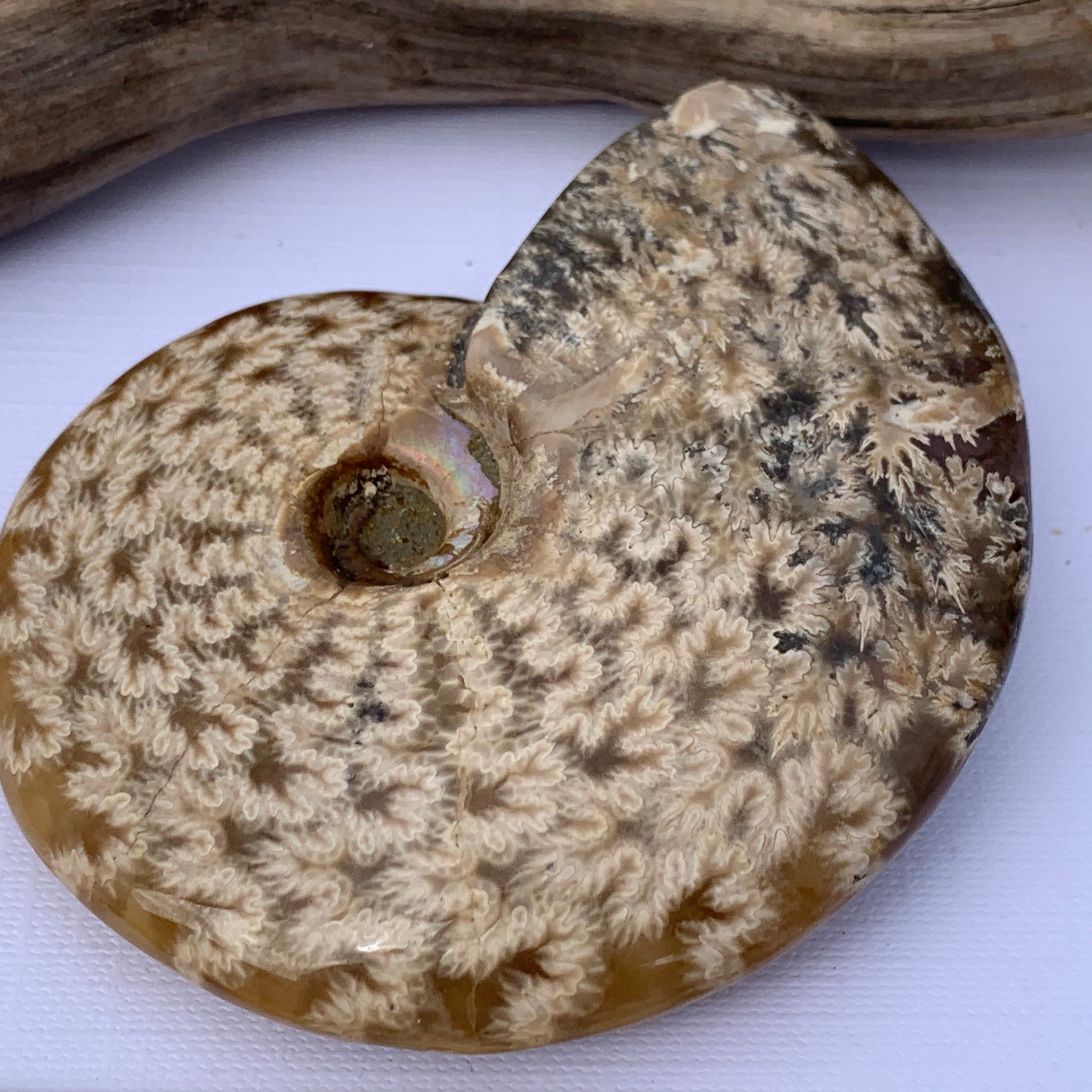 Ammonite Fossil With Sutures - Etsy