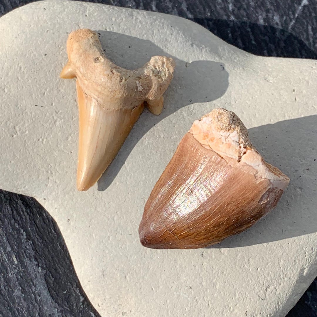 Mosasaur Tooth and Otodus Shark Tooth Gift Set, Extinct Marine Reptile ...