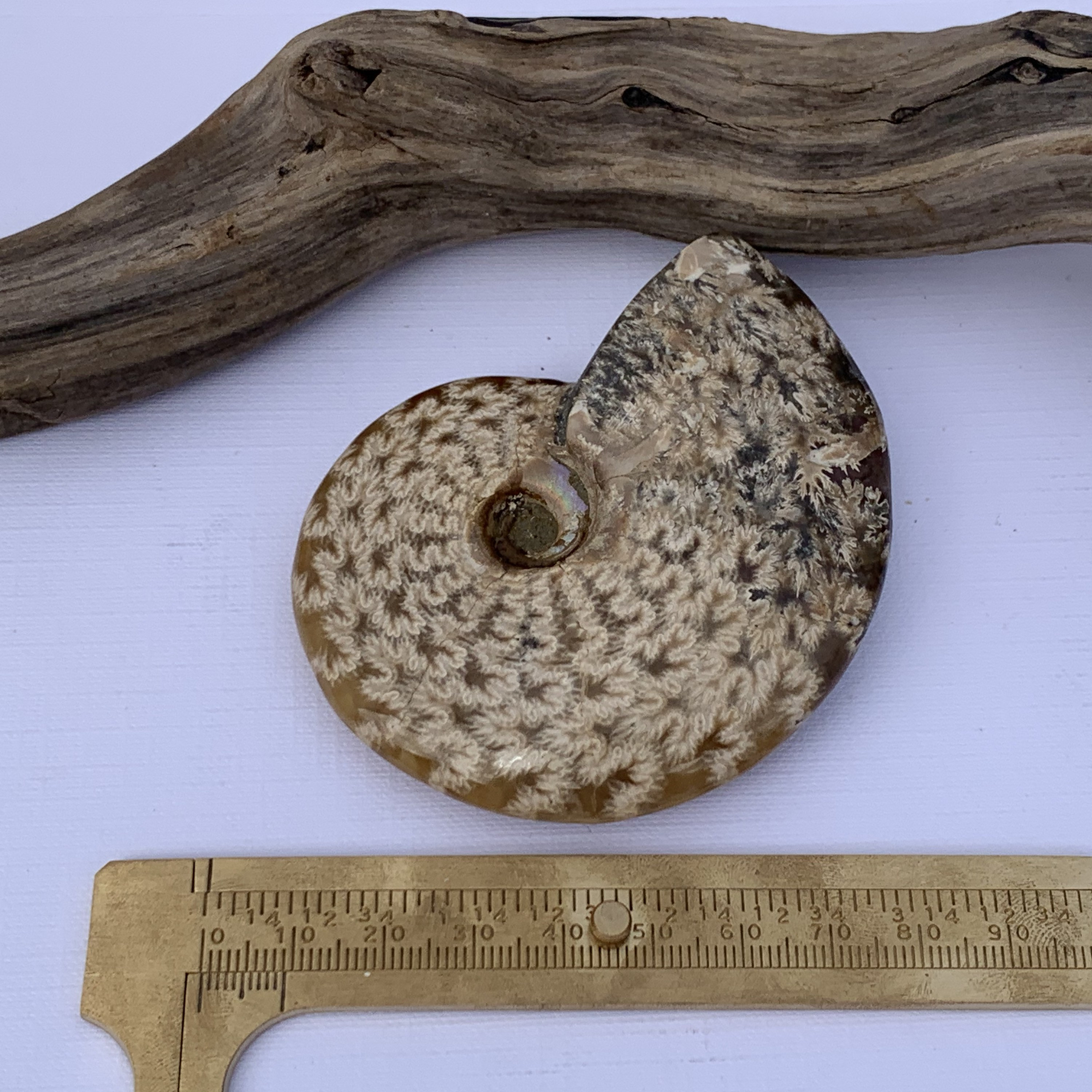 Ammonite Fossil With Sutures - Etsy