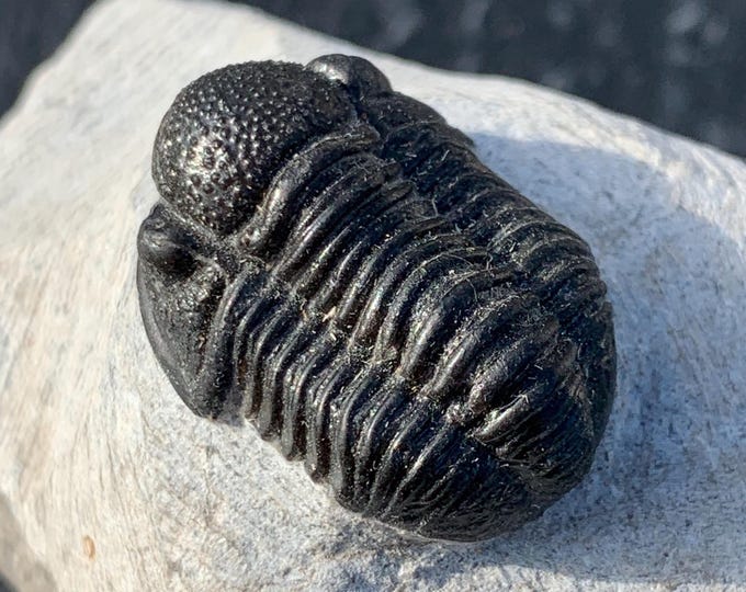 Devonian Trilobite Fossil, Gerastos Trilobite Specimen, 380 Million ...