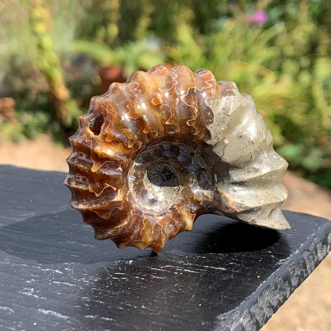Spiny Douvilleiceras Ammonite Fossil From Madagascar, 120 Million Years ...