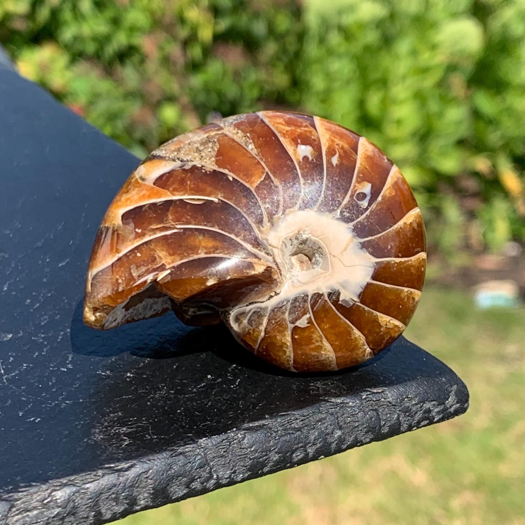 Nautilus Fossil Specimen, Madagascan Fossil, Madagascar Fossil Nautilus ...
