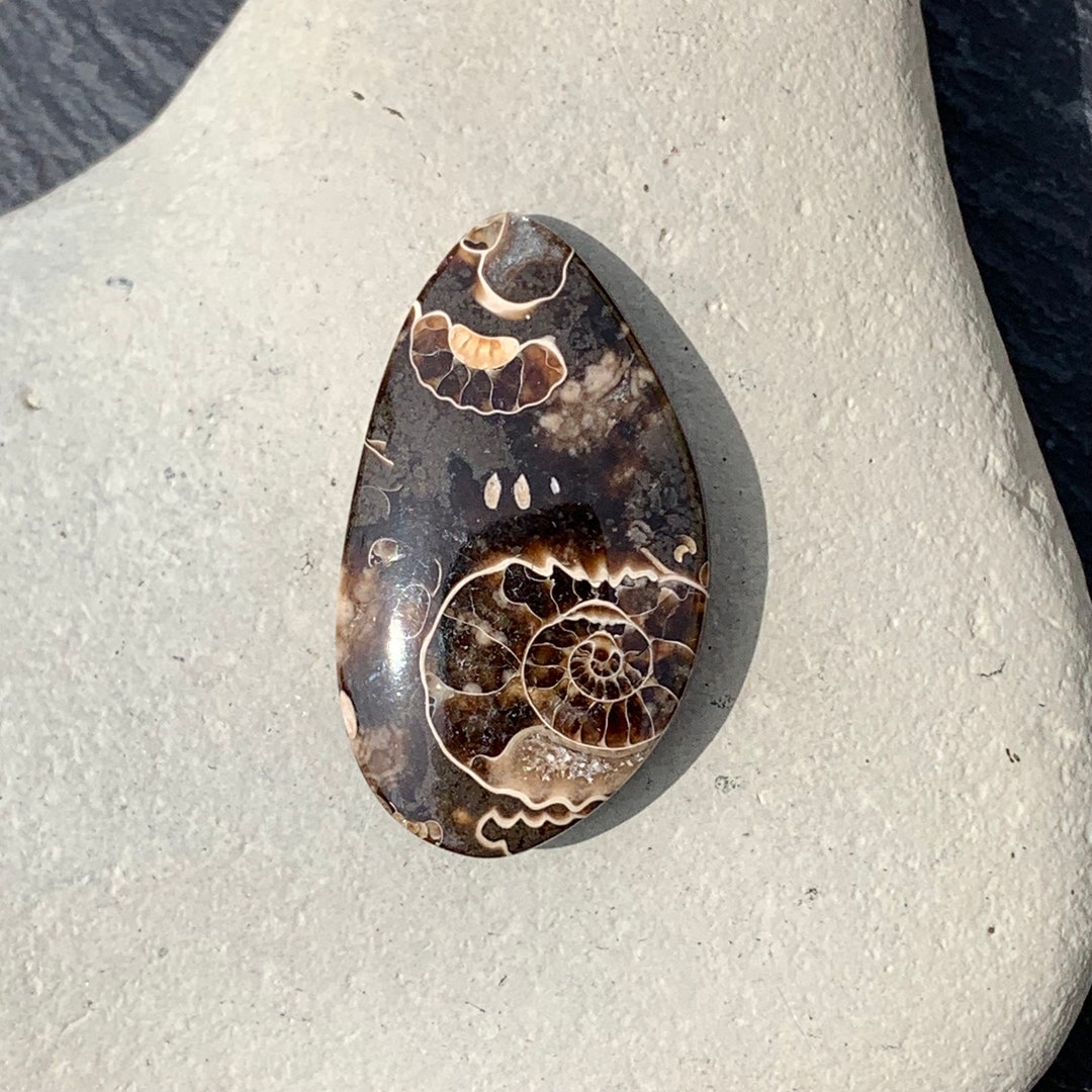 Marston Magna Marble Cabochon, Ammonite Cabochon, Freeform Cabochon ...