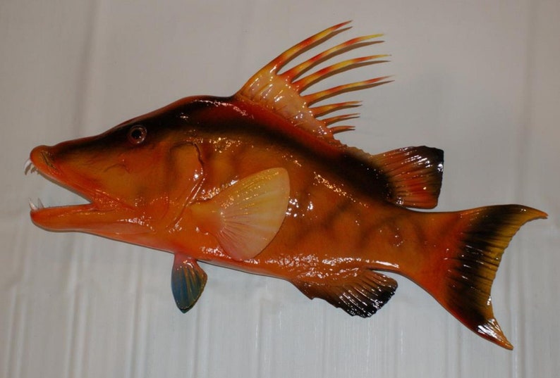 Vintage Taxidermy Hog Snapper - Etsy
