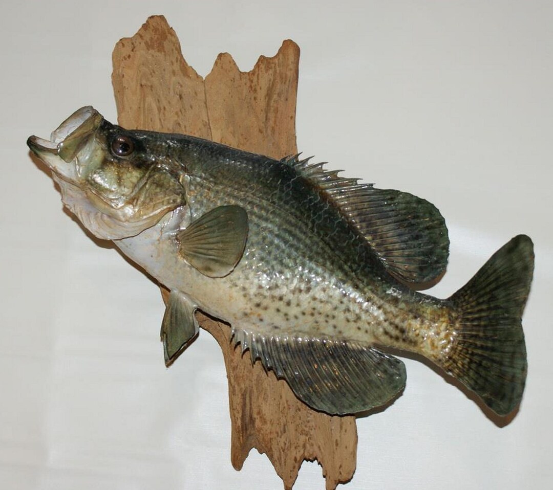 Vintage Taxidermy - Speckled Perch on Driftwood - Etsy