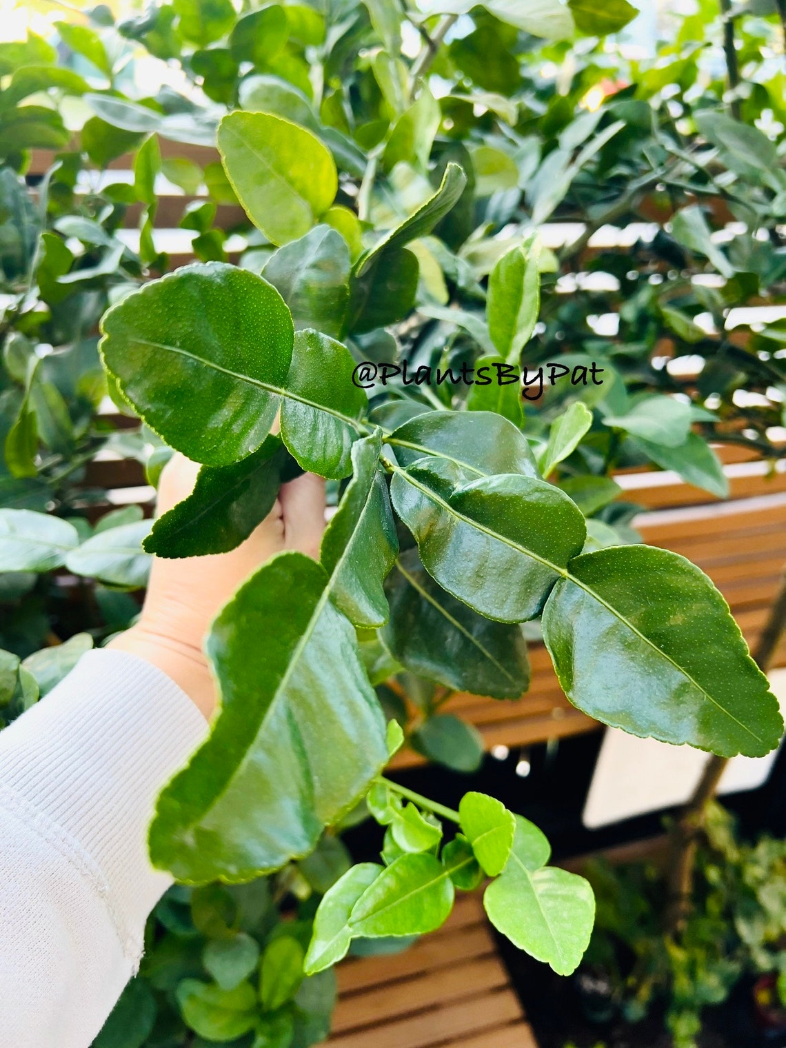 Organic Fresh Kaffir Lime Leaves | Bai Makrut | Makrut Lime Leaves ...