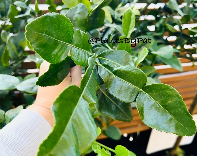 Organic Fresh Kaffir Lime Leaves | Bai Makrut | Makrut Lime Leaves ...