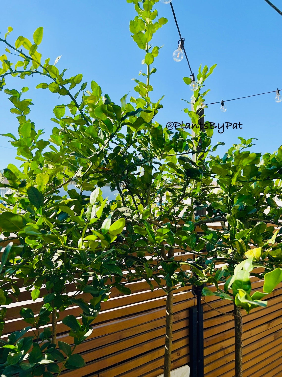 Organic Fresh Kaffir Lime Leaves | Bai Makrut | Makrut Lime Leaves ...