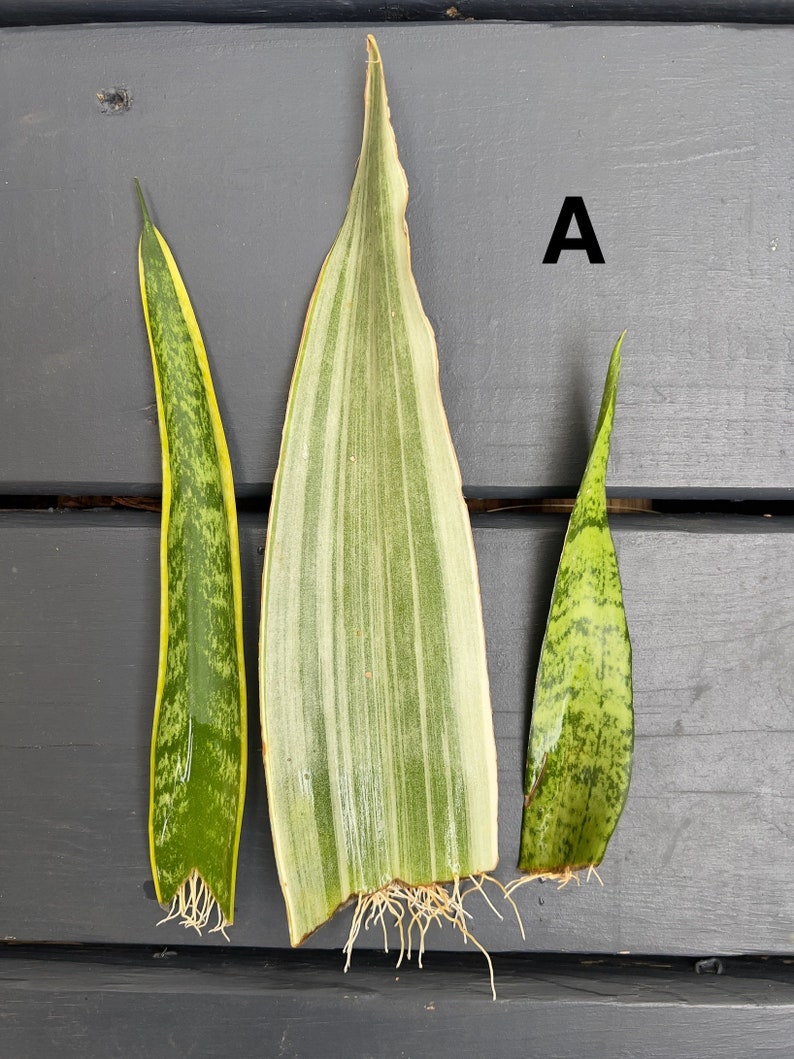 Rooted Snake Plant | Dracaena Trifasciata | Sansevieria | Bowstring ...