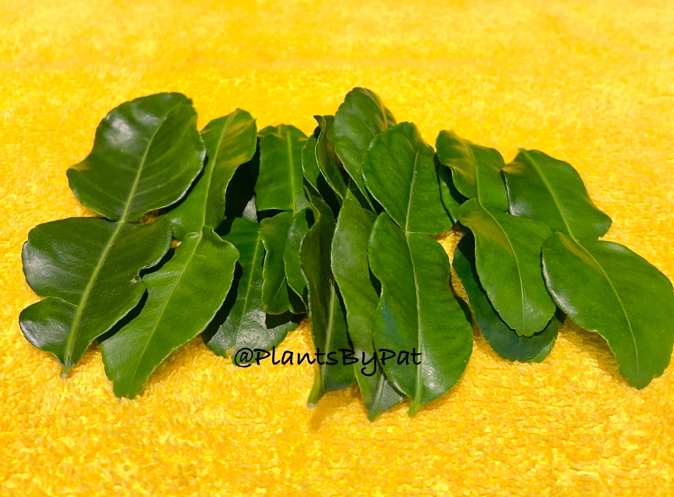 Organic Fresh Kaffir Lime Leaves | Bai Makrut | Makrut Lime Leaves ...