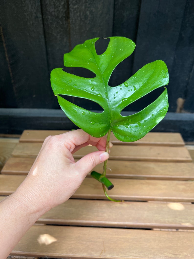 Mini Monstera | Monstera Minima Cutting | Philodendron Minima Cutting ...