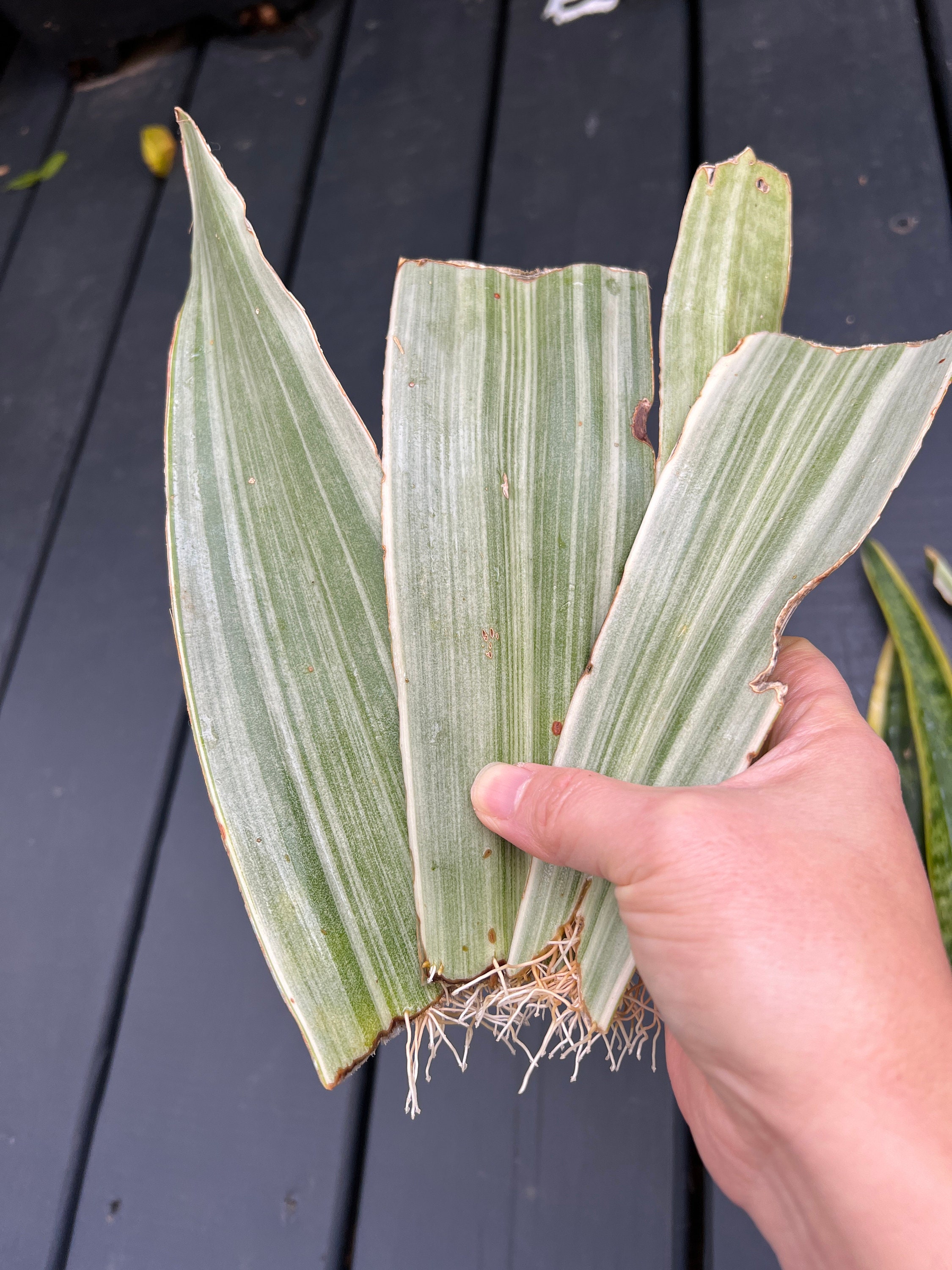 Rooted Snake Plant Dracaena Trifasciata Sansevieria Bowstring Hemp ...