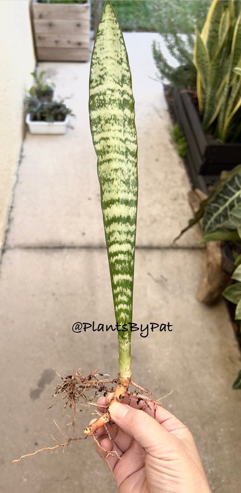 Rooted Snake Plant Dracaena Trifasciata Sansevieria Bowstring Hemp ...
