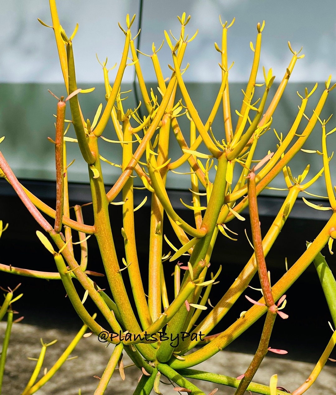 Firestick Succulent Cuttings Pencil Succulent Euphorbia Tirucalli ...