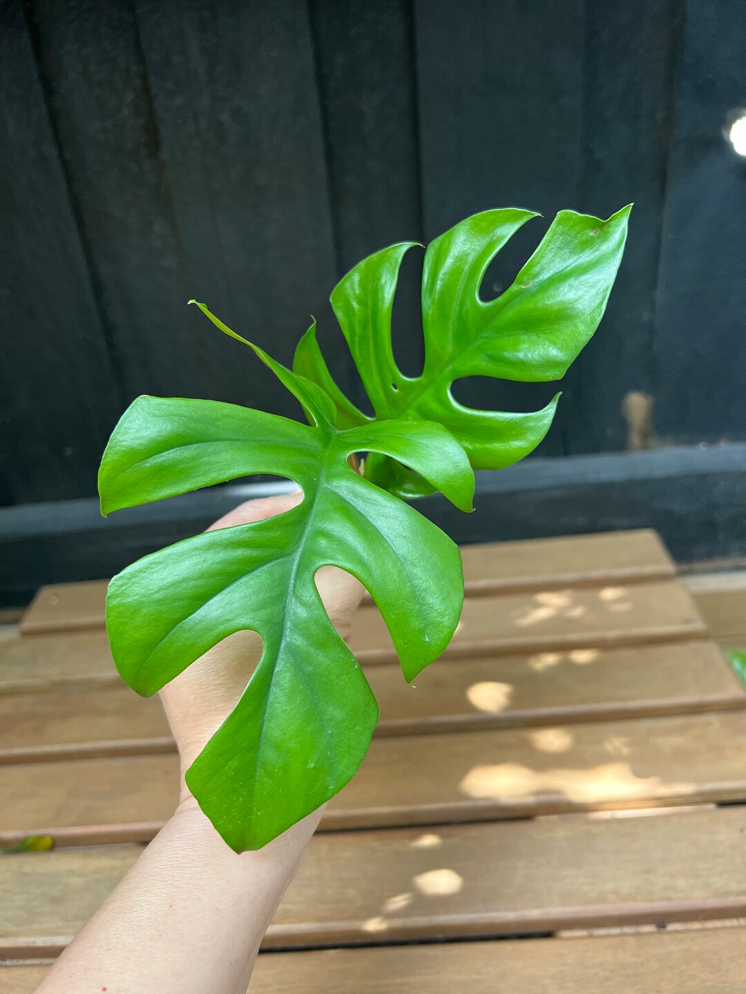 Mini Monstera | Monstera Minima Cutting | Philodendron Minima Cutting ...