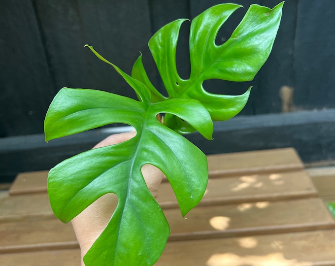 Mini Monstera Monstera Minima Cutting Philodendron Minima Cutting ...