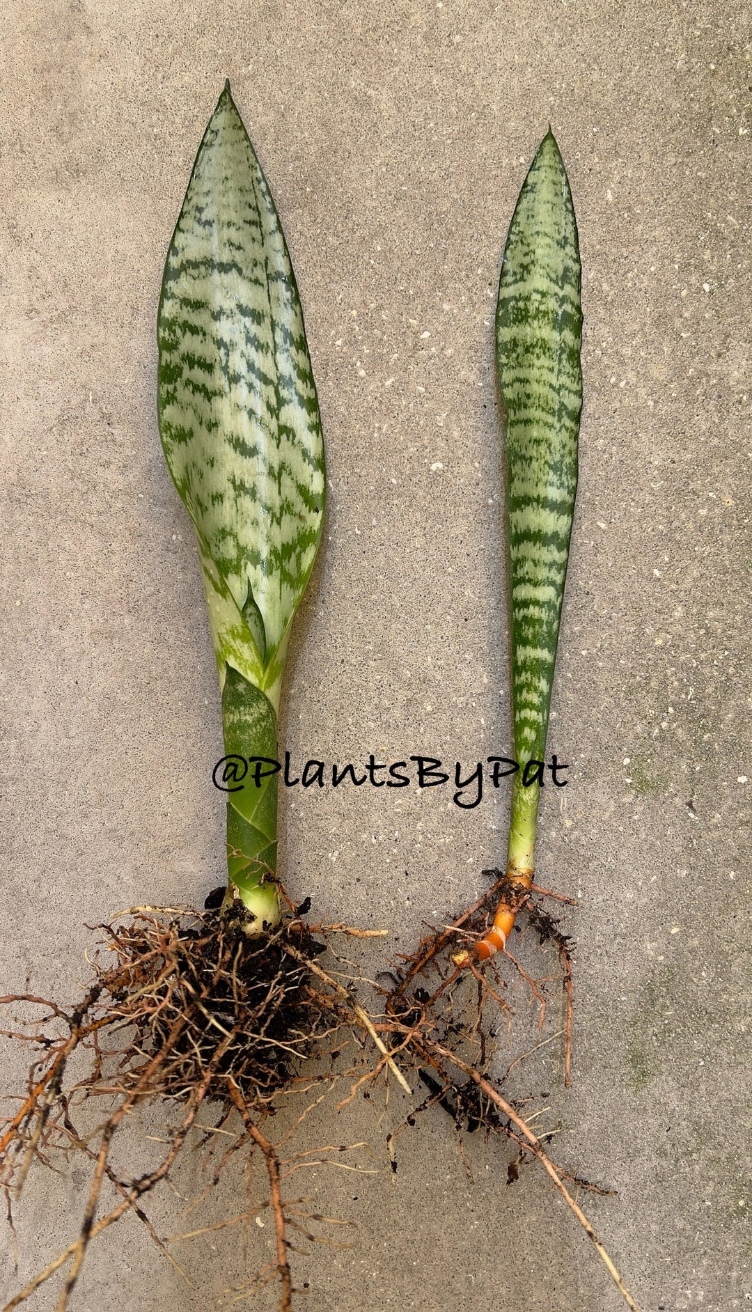 Rooted Snake Plant | Dracaena Trifasciata | Sansevieria | Bowstring ...