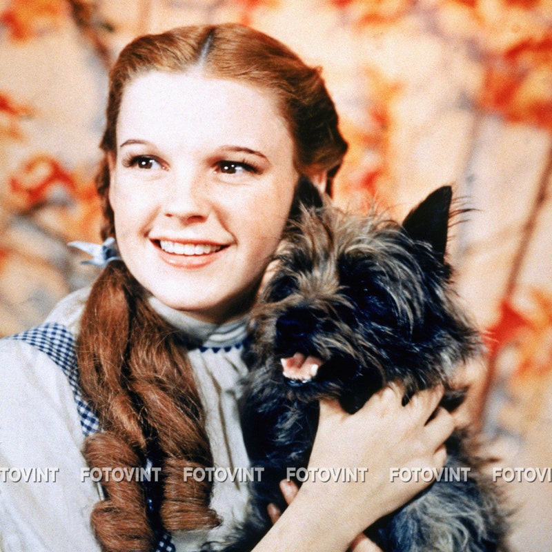 Toto Wizard of Oz Costume - Etsy