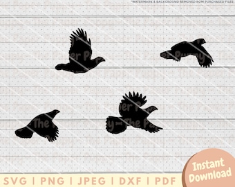 Raccoon SVG File PNG, PDF, Dxf, Cut File for Cutters and More Coon ...