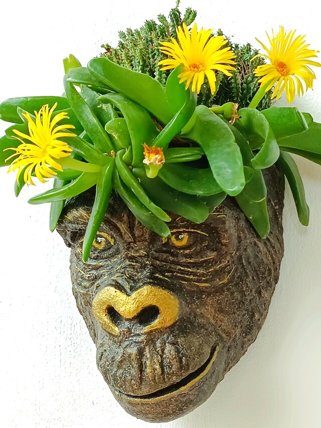 Headplanters - Etsy Australia