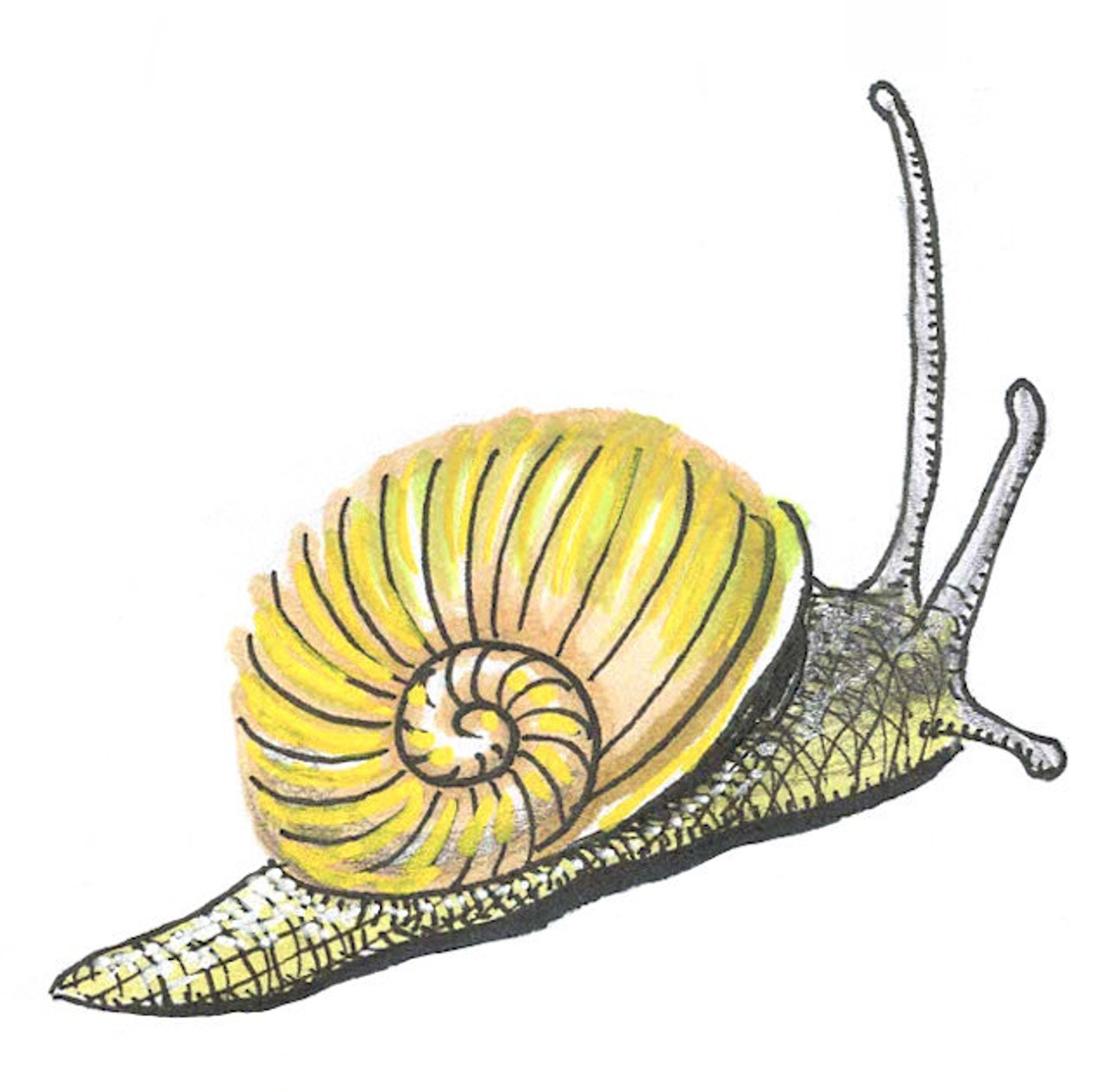 Draw Medieval Snails - a One Page Folding Zine - Etsy