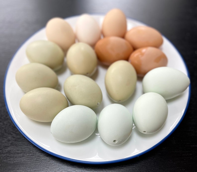 Rainbow Chicken Egg Shells Clean & Empty Farm Eggs Pysanky. - Etsy
