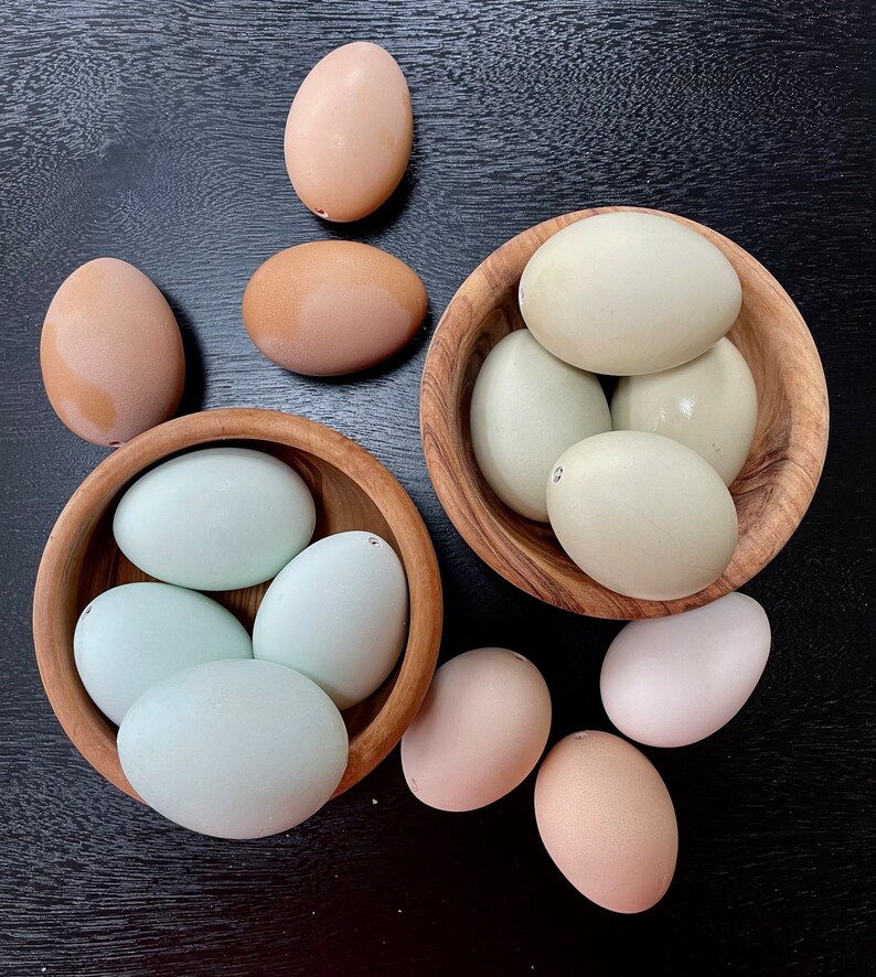 Rainbow Chicken Egg Shells Clean & Empty Farm Eggs Pysanky. - Etsy