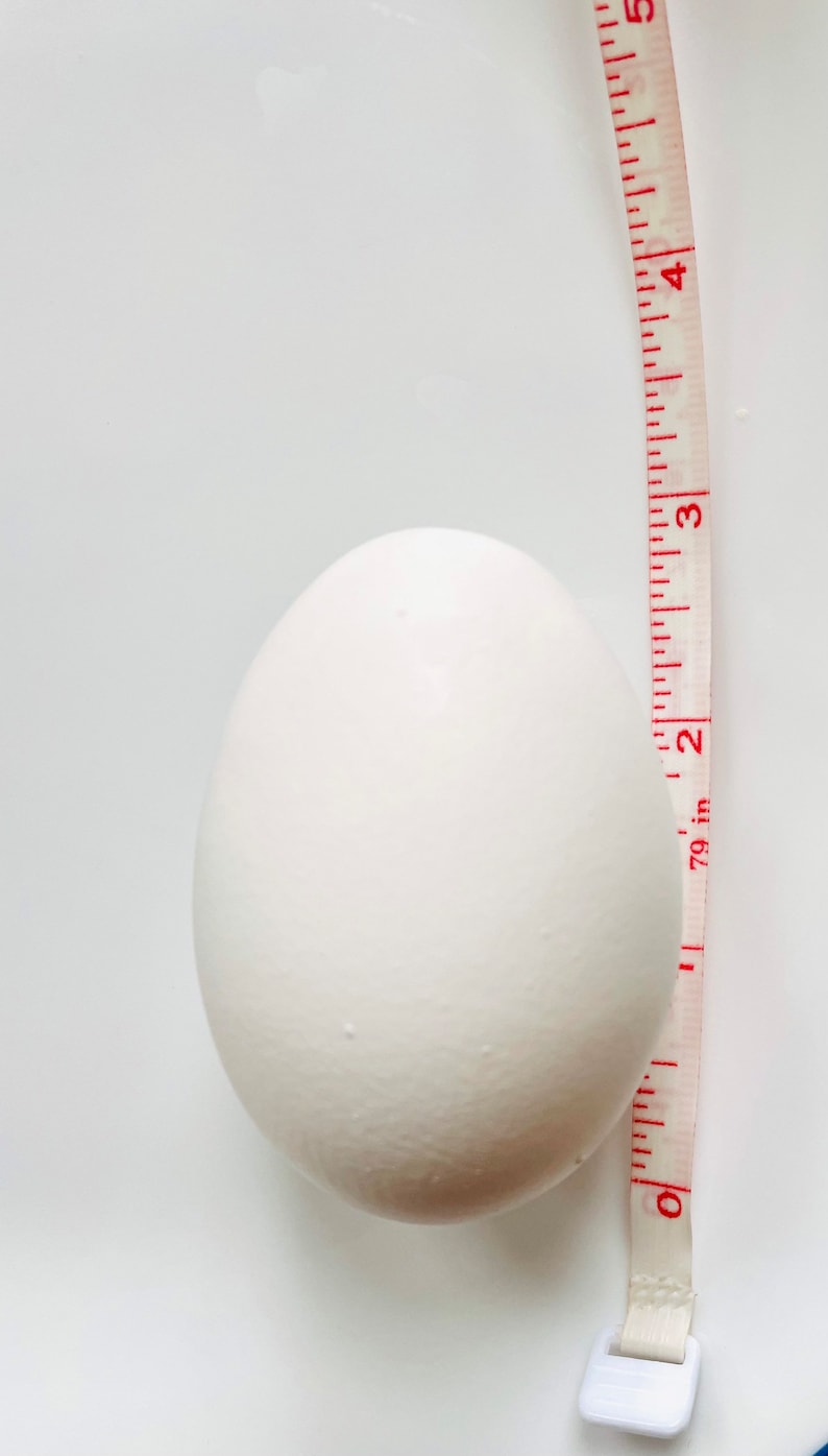 Real Jumbo Chicken Egg Shells, Clean and Empty - Etsy