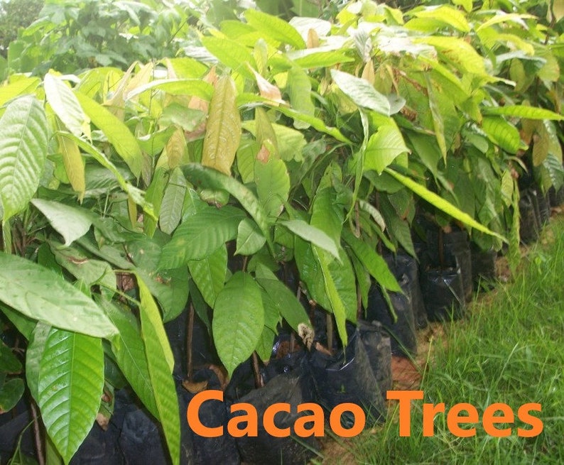 Cacao Tree, Organically Grown, Aprox. 18" Tall Well Established Tree ...