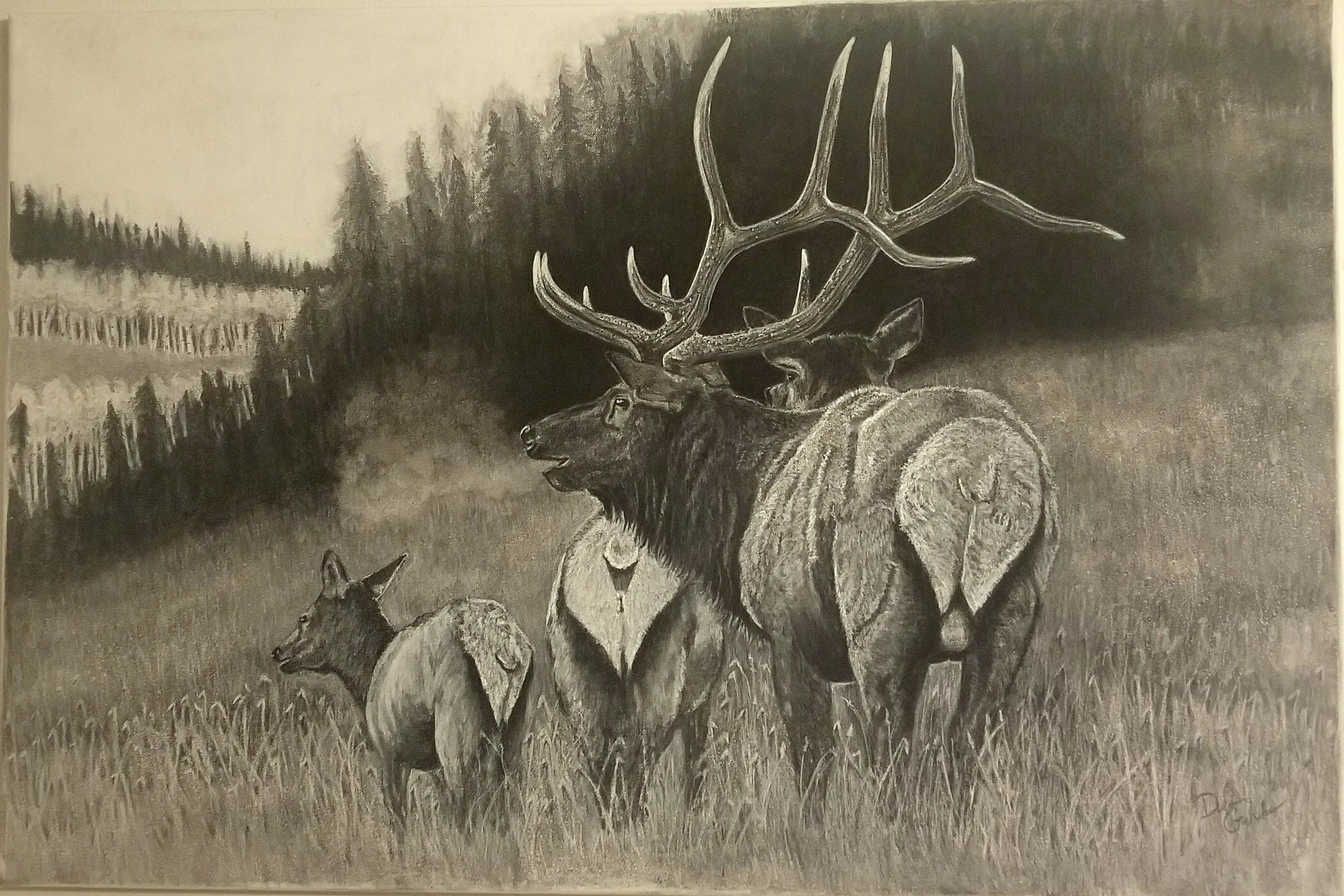 Bull Elk Drawing