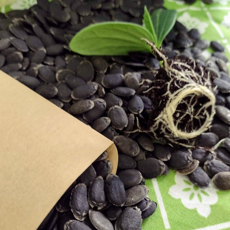 Luffa Seeds - Etsy