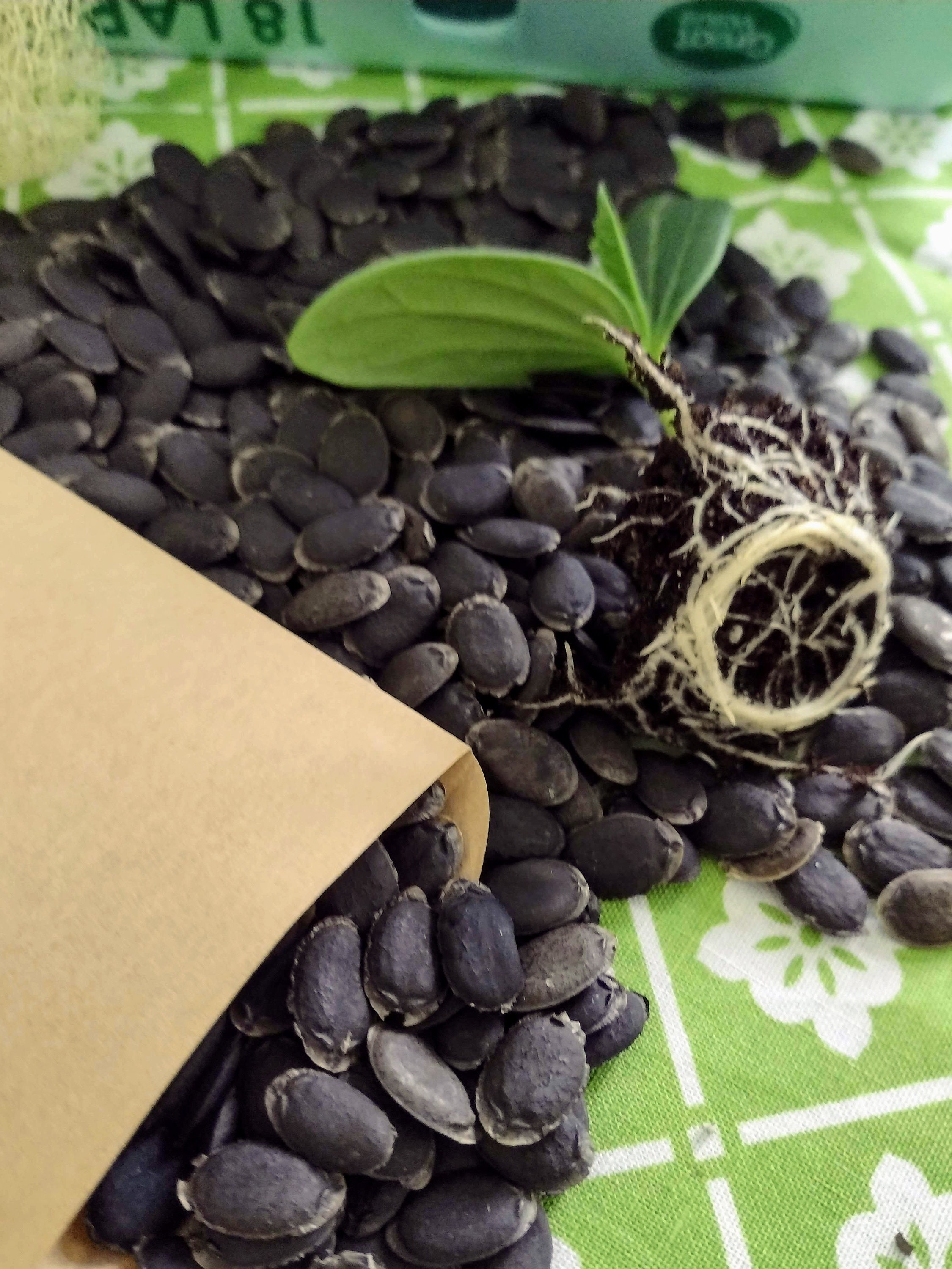 Luffa Gourd Seeds-loofah Seeds-naturally Grown in the Usa-grow Your Own ...