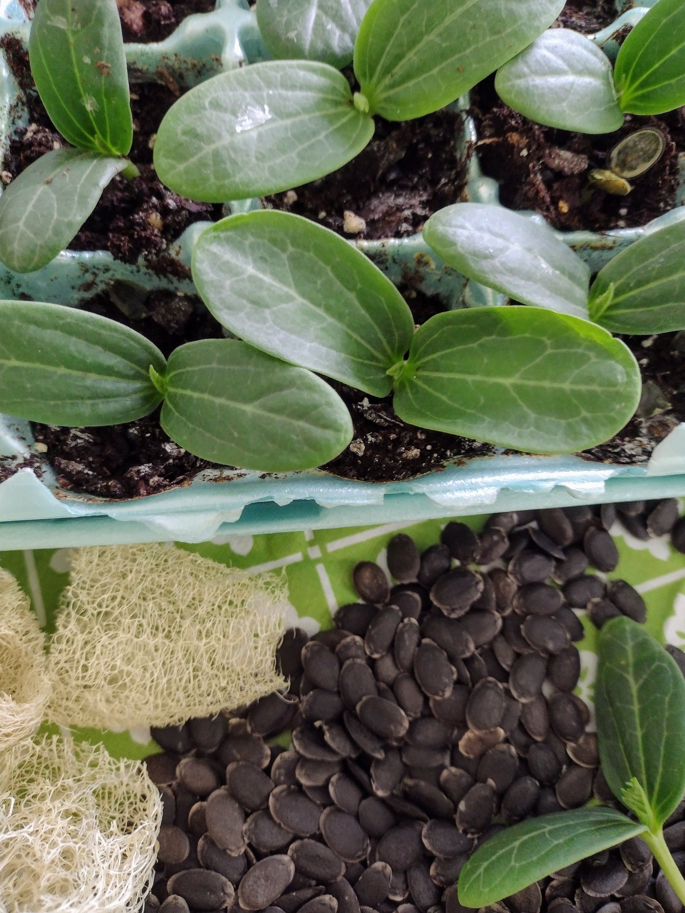 Luffa Gourd Seeds-loofah Seeds-naturally Grown in the Usa-grow Your Own ...